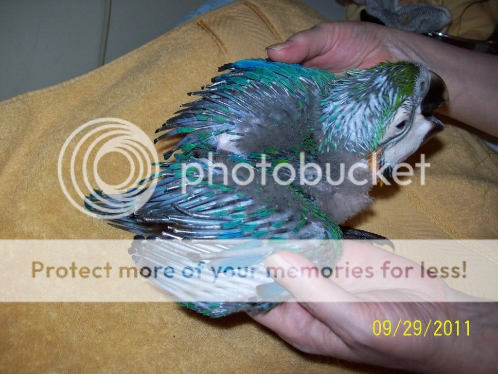 Jake, our baby Macaw | Avian Avenue Parrot Forum